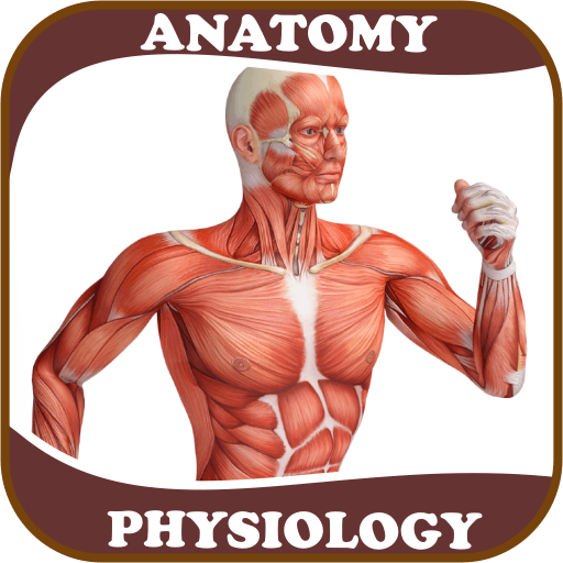 Fundamental of Anatomy & Physiology MCQ Class 11 - Cbse Physical Education